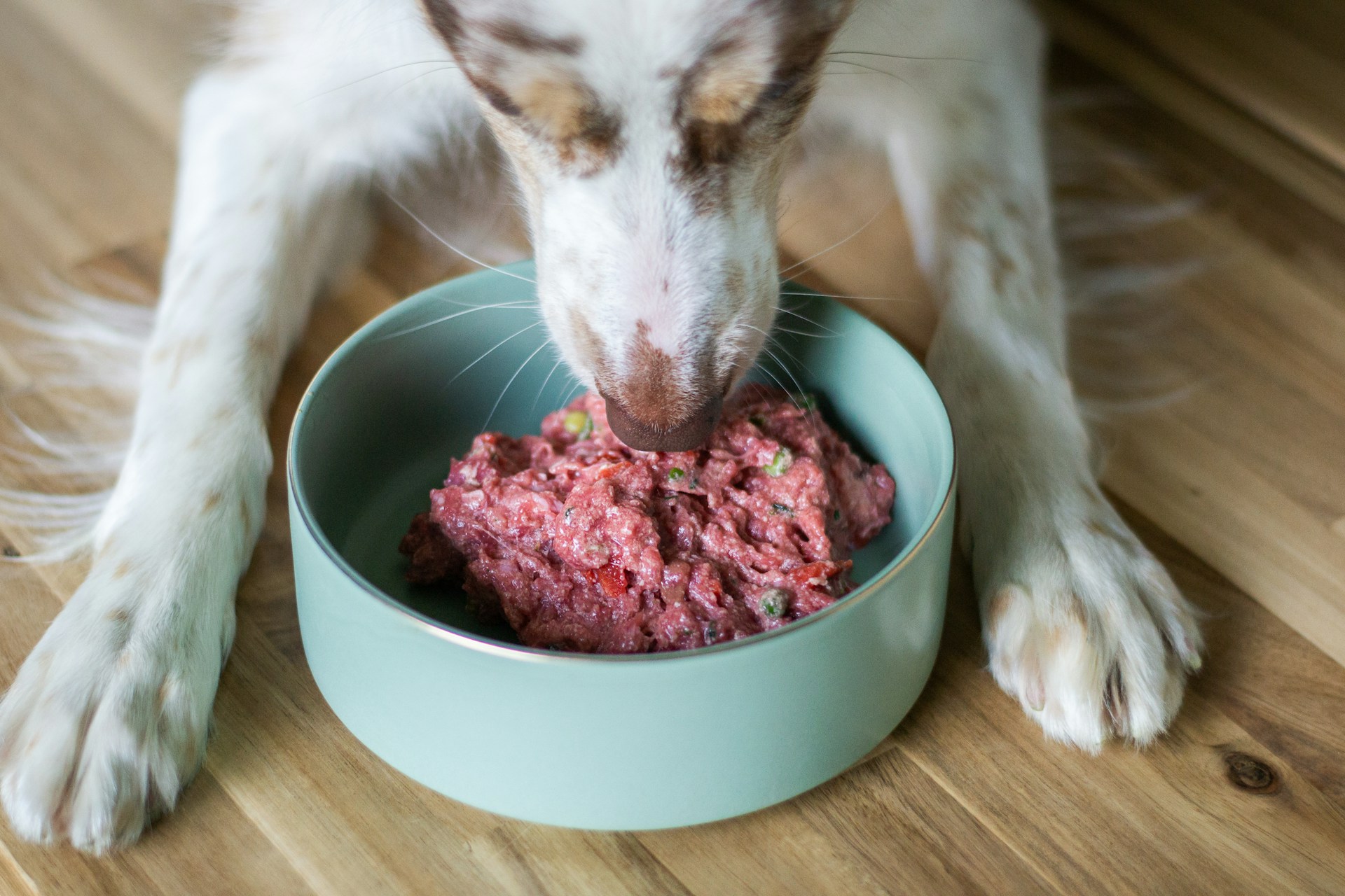 Comida BARF para perros artesanal - WILDBITE.ES